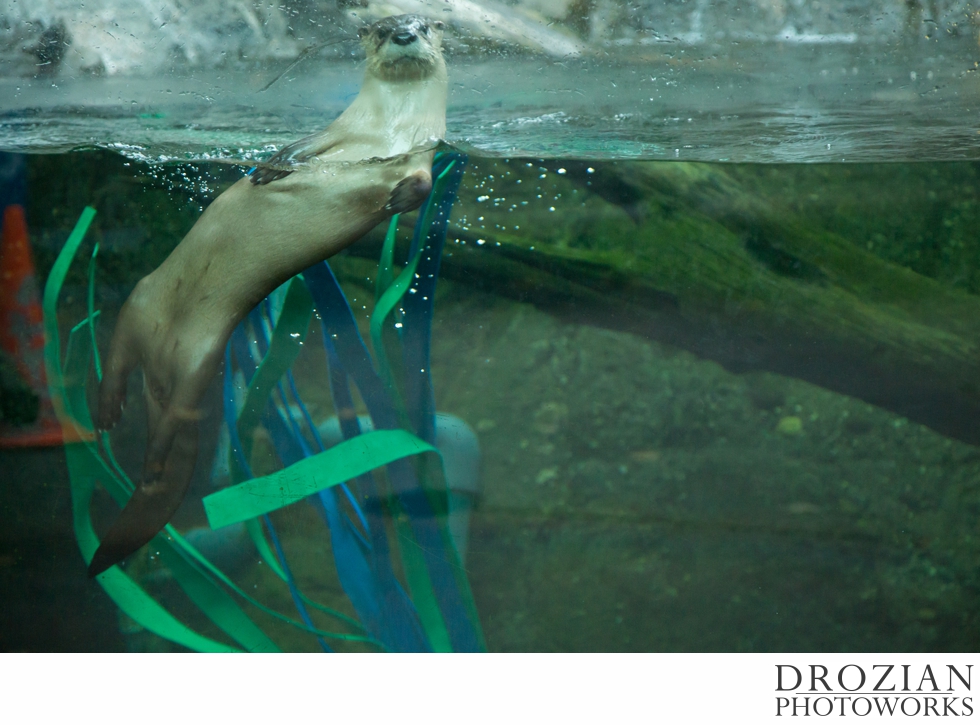 Melissa and Dorian’s Wedding at CuriOdyssey in San Mateo, CA » Drozian ...